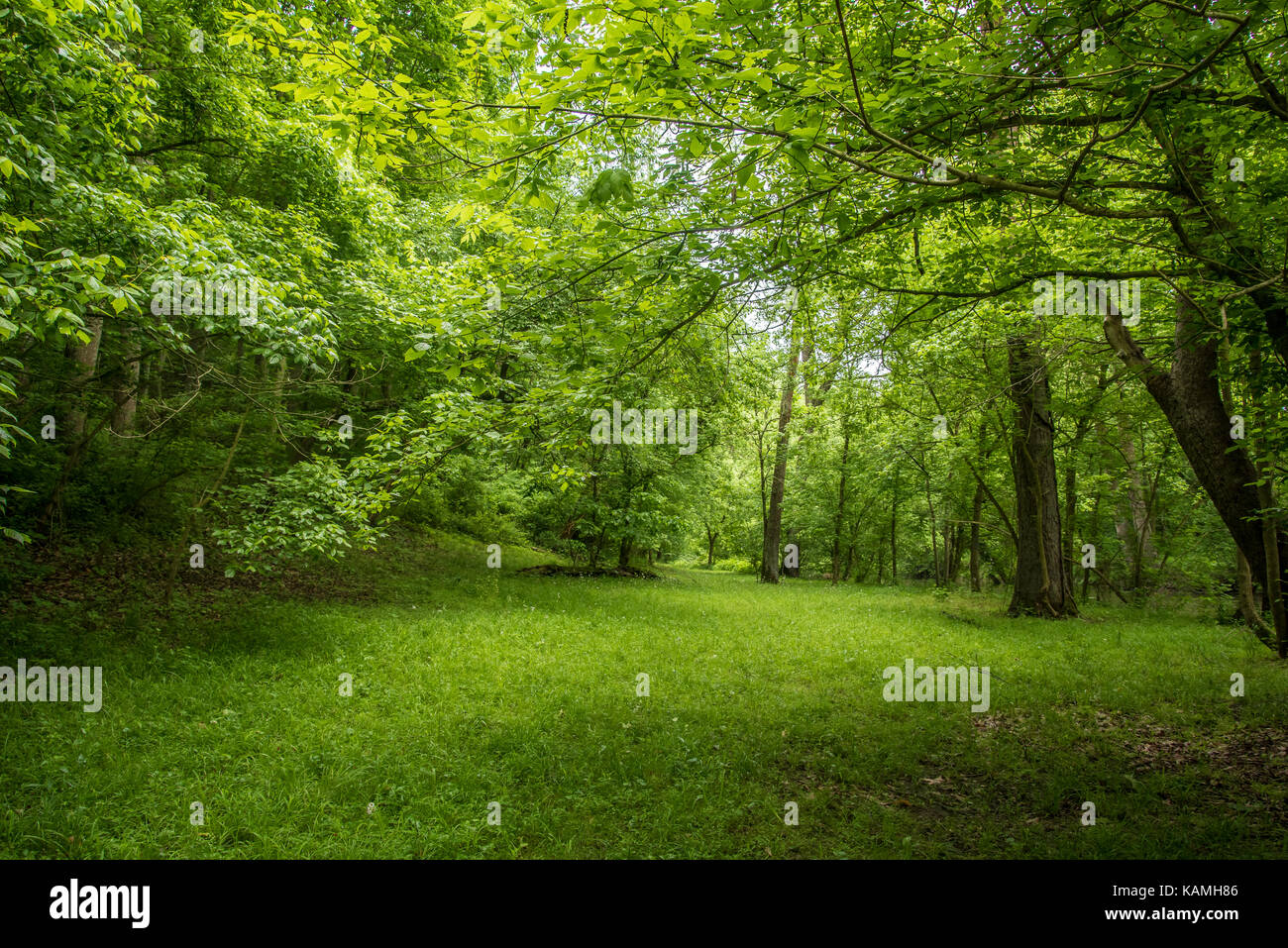 Walking through the forest landscape Stock Photo - Alamy