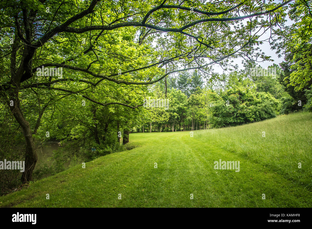 Walking through the forest landscape Stock Photo - Alamy