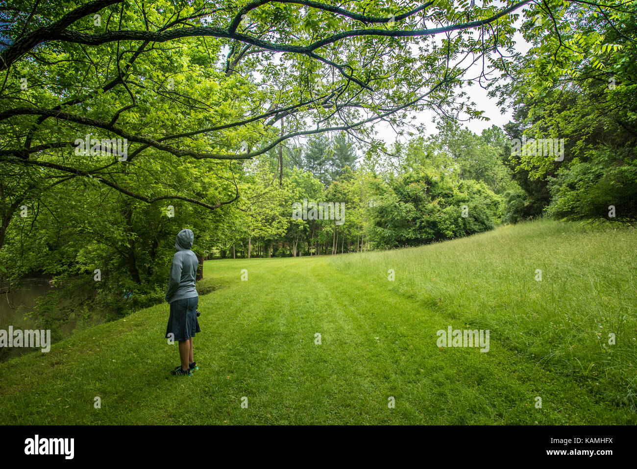 Walking through the forest landscape Stock Photo - Alamy