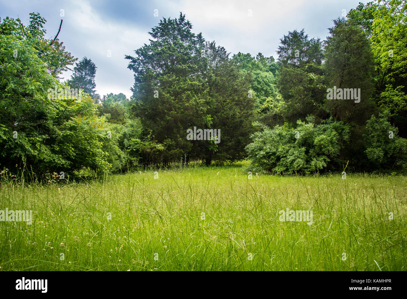 Walking through the forest landscape Stock Photo - Alamy