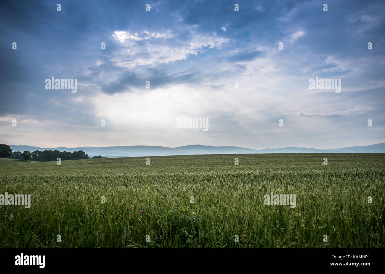 Walking through the forest landscape Stock Photo - Alamy