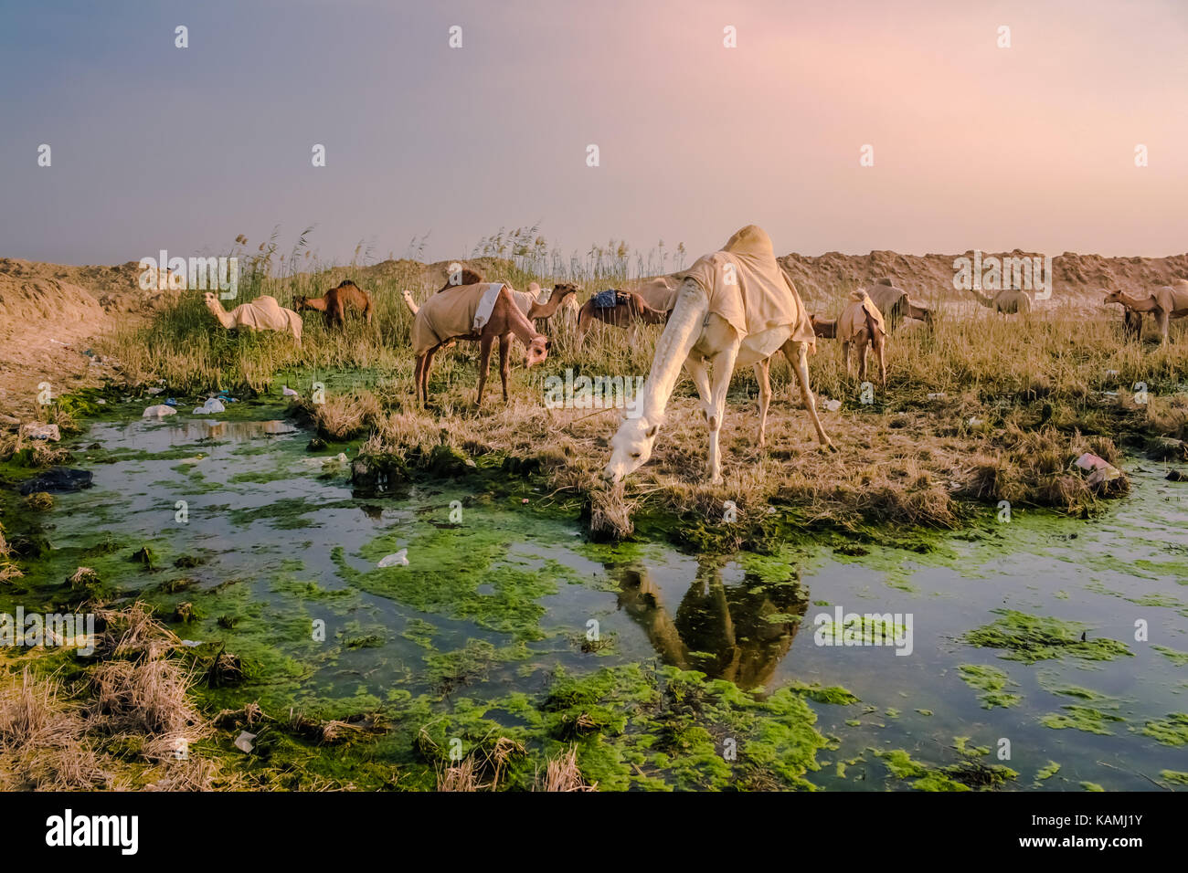 Kuwait camels hi-res stock photography and images - Alamy