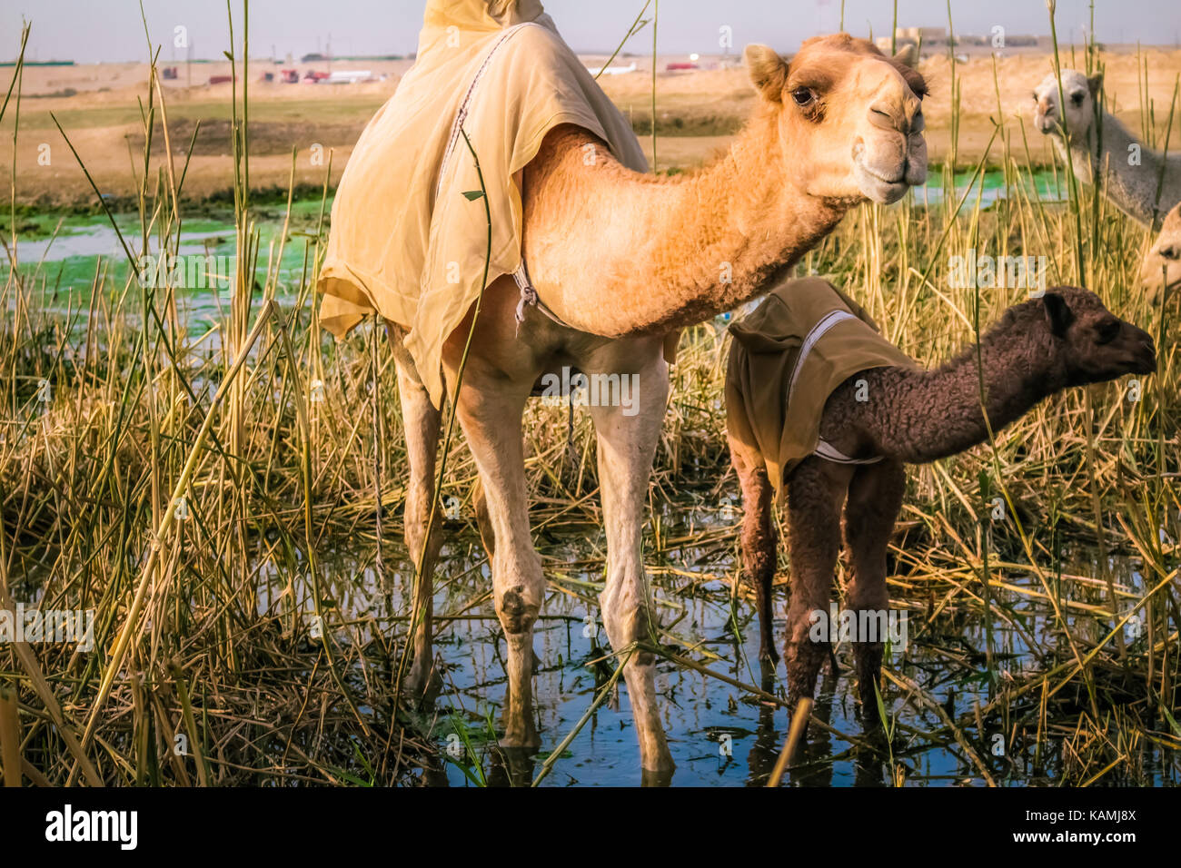 KUWAIT - DECEMBER 23, 2016 - A mom and baby camel on December 23, 2016 ...