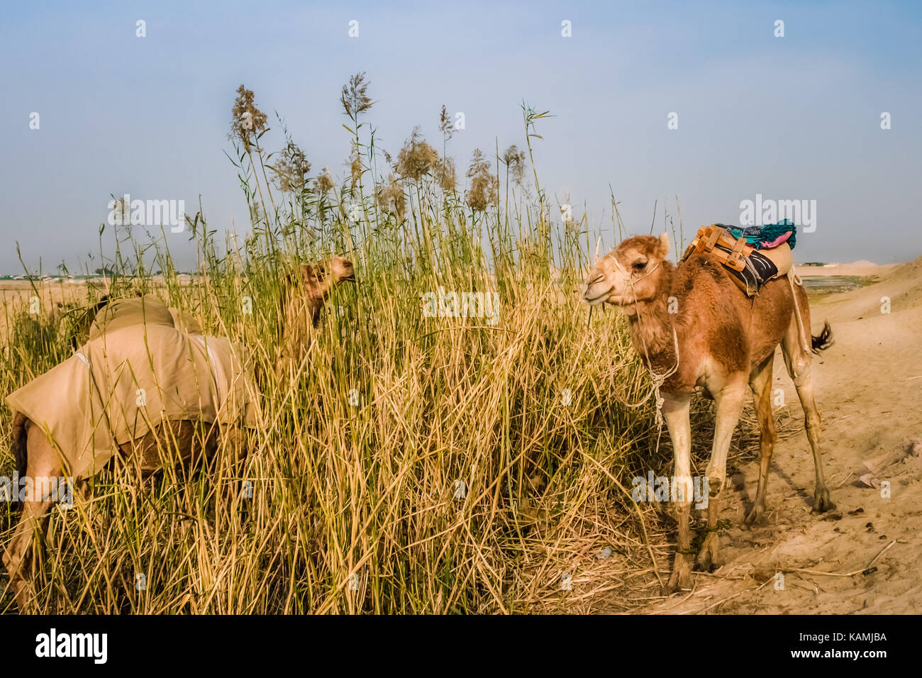 Camel desert kuwait hi-res stock photography and images - Alamy