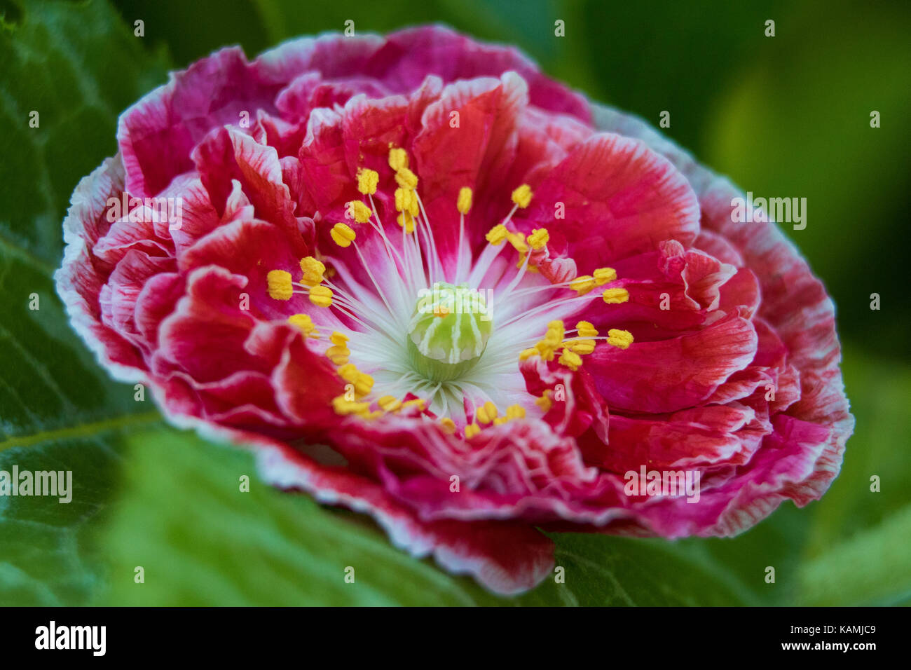 poppy flower in dew Stock Photo - Alamy