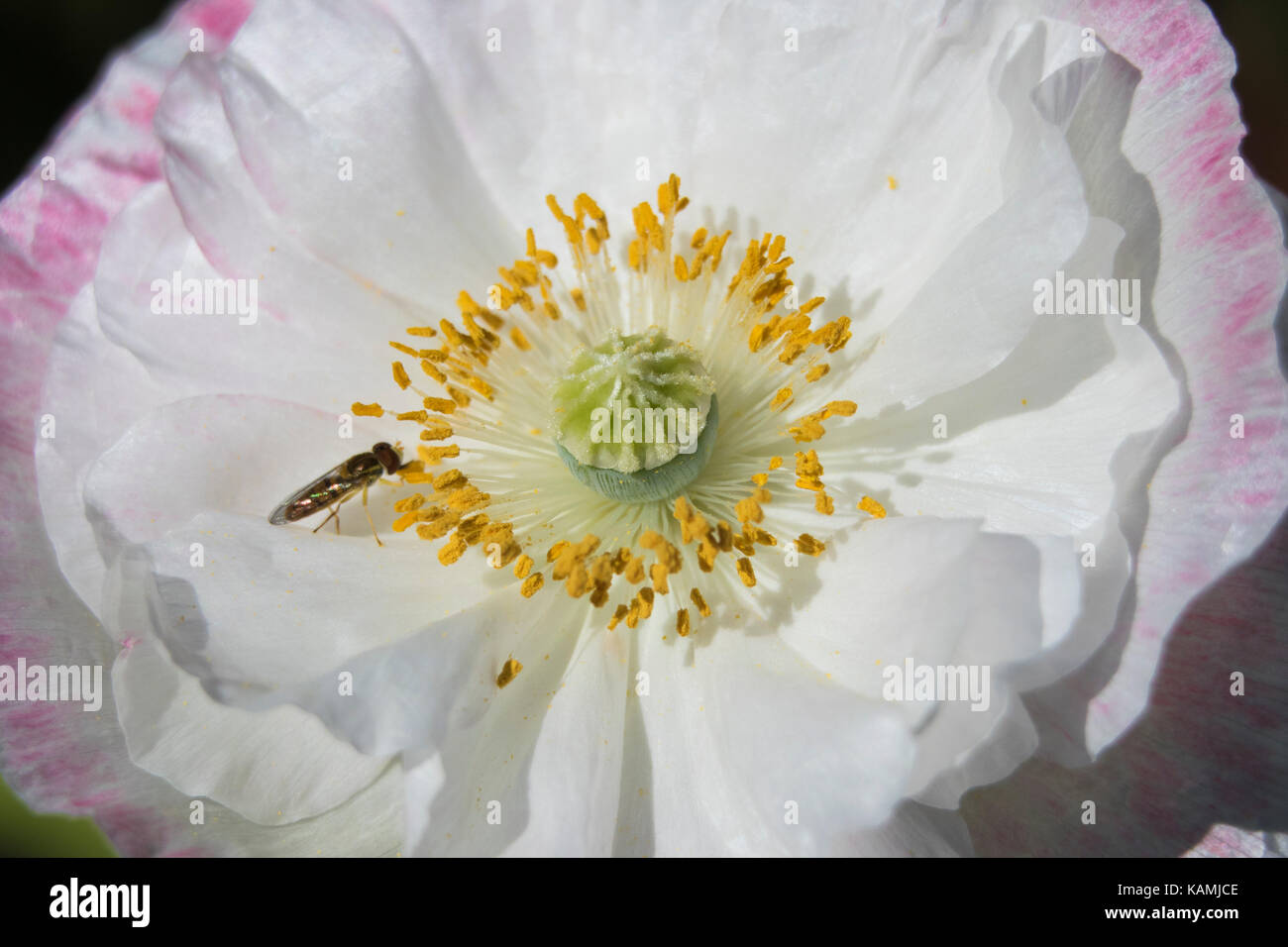 poppy flower in dew Stock Photo - Alamy