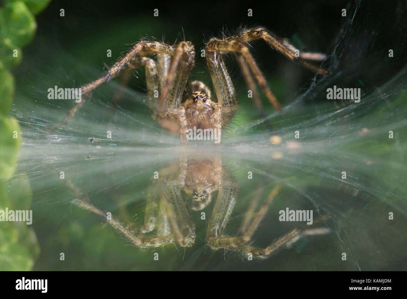 Funnel Weaver Spider Stock Photo - Alamy