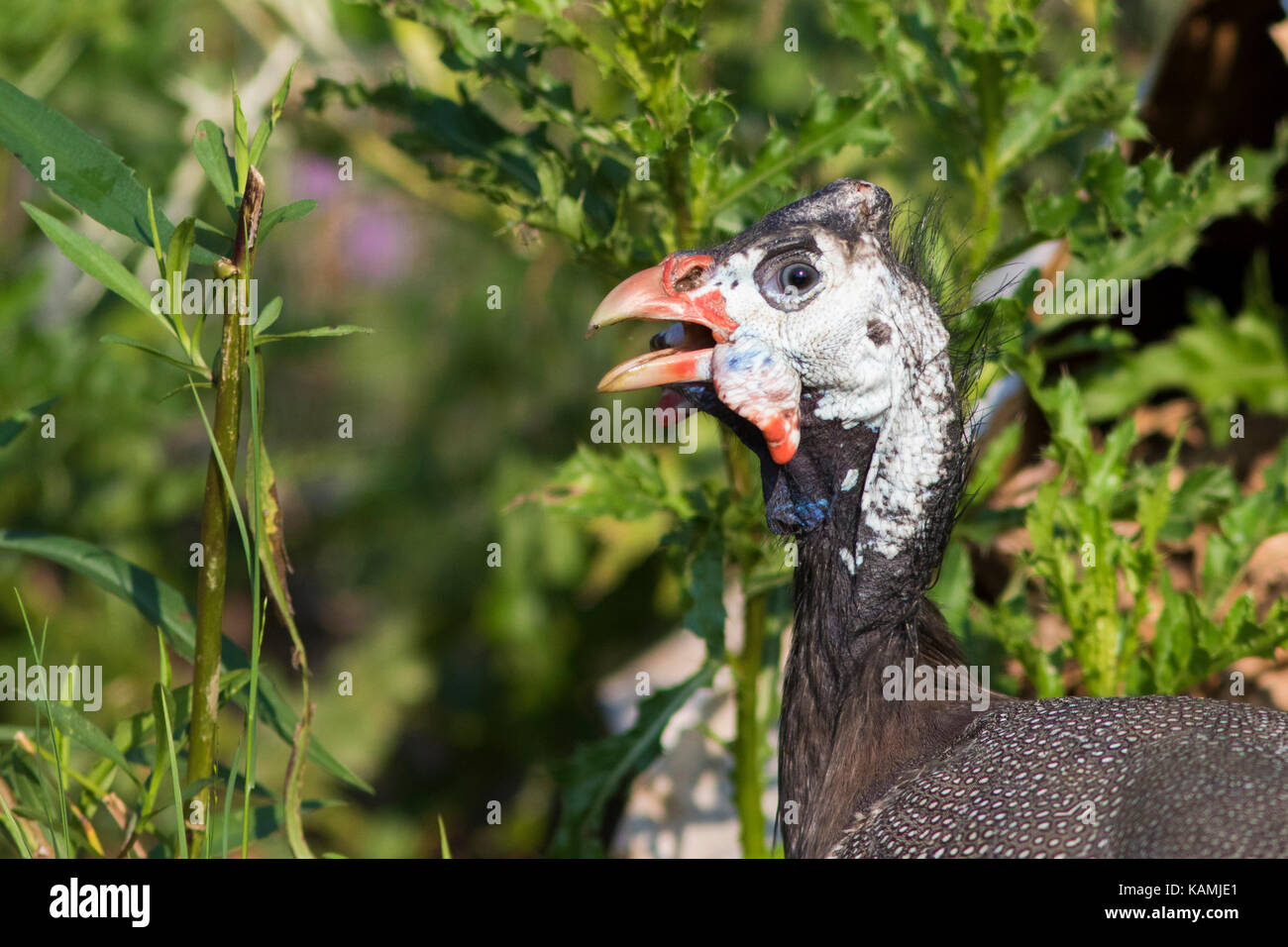 free range guinea fowl Stock Photo - Alamy