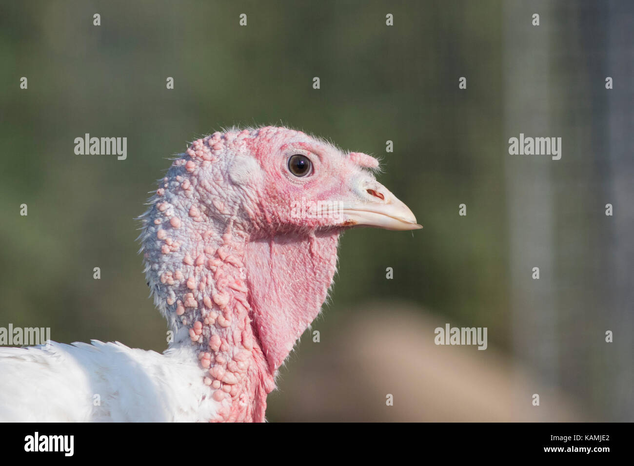 White turkey portrait Stock Photo - Alamy