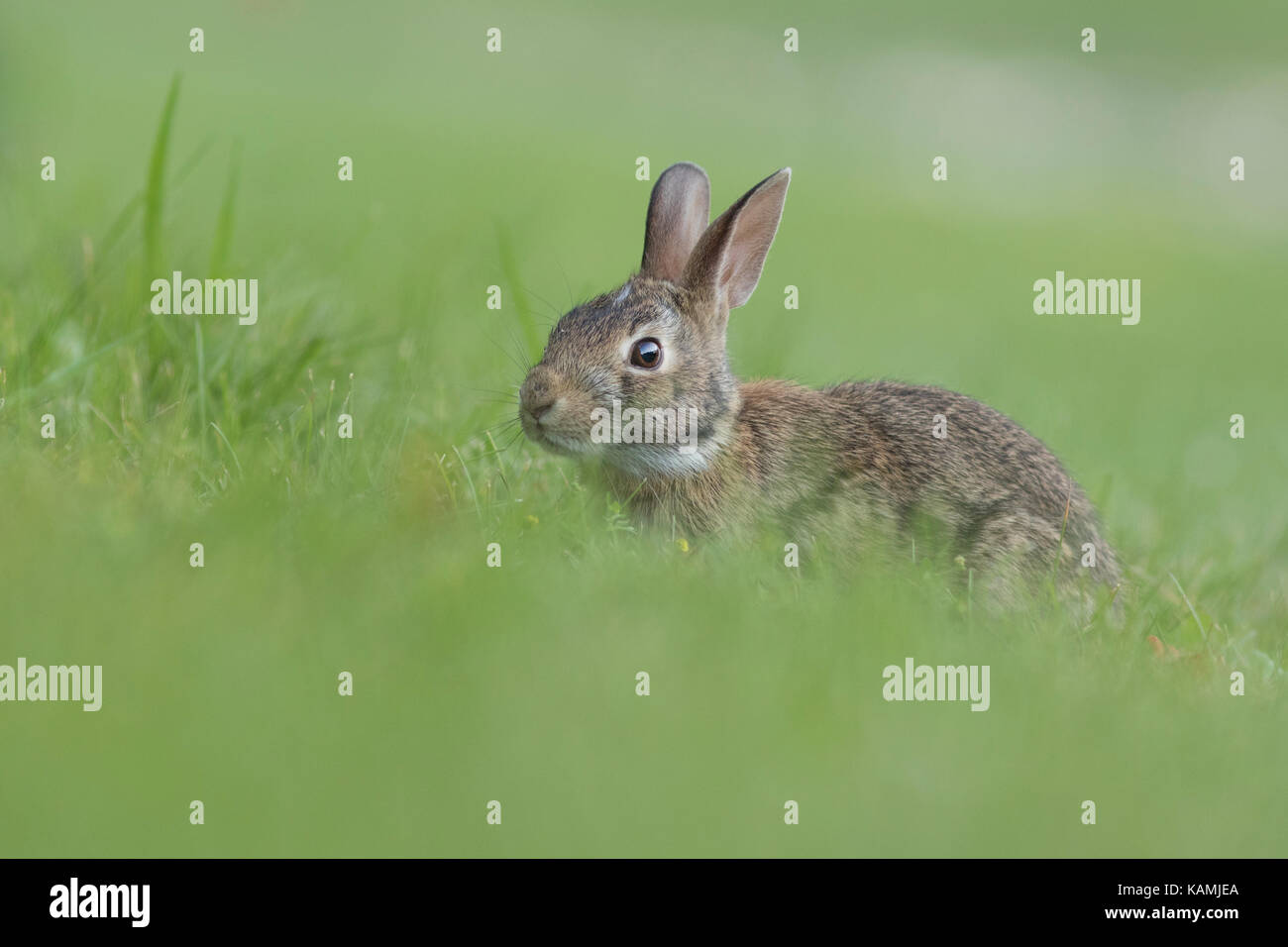 Cottontail rabbit baby eating hi-res stock photography and images - Alamy