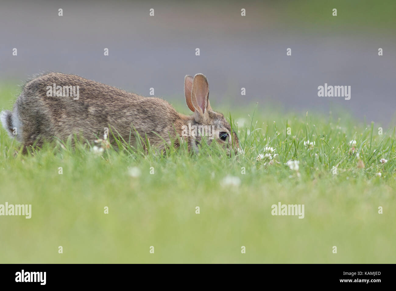 Eastern cottontail rabbit family hi-res stock photography and images ...