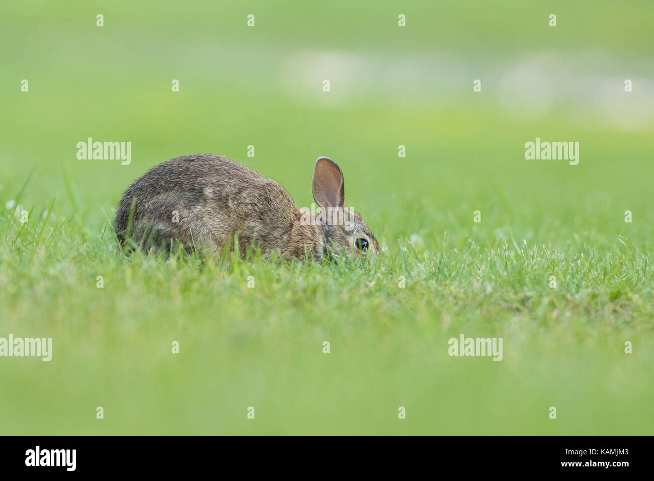 Funny cottontail bunny Stock Photo - Alamy