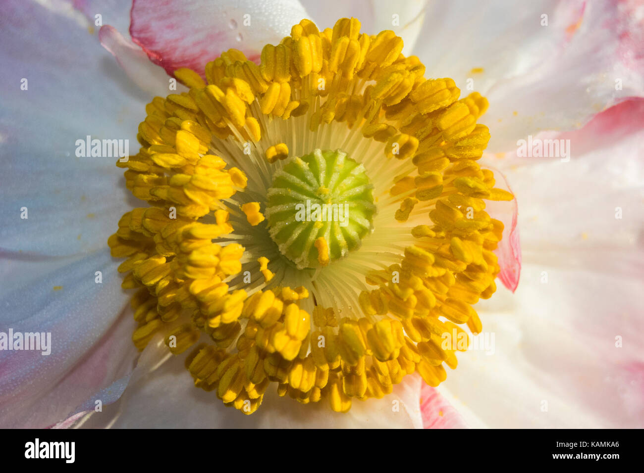 poppy flower in dew Stock Photo - Alamy