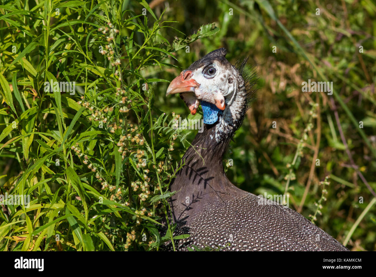 free range guinea fowl Stock Photo - Alamy