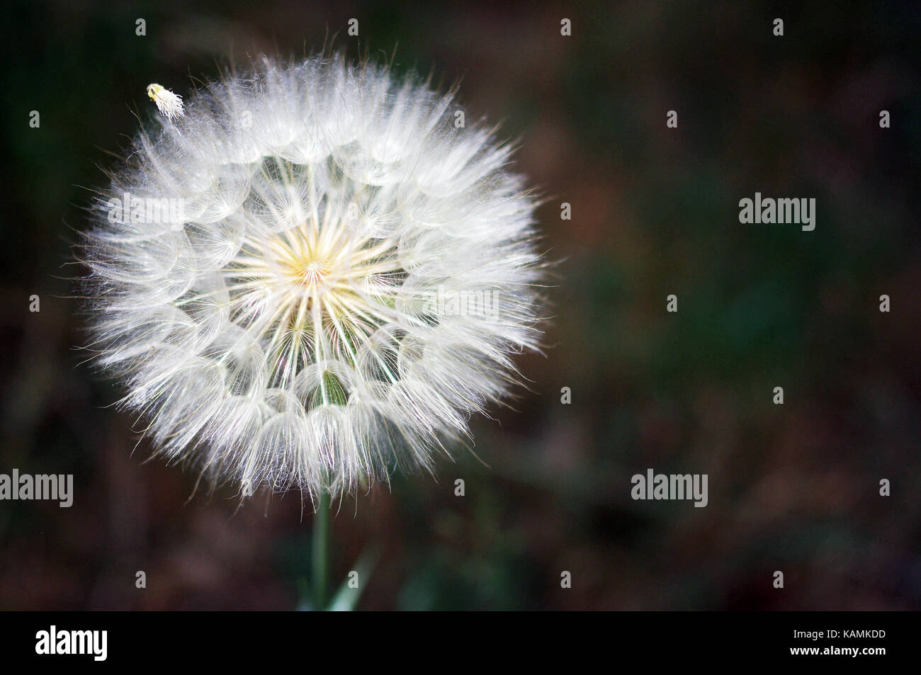Ball of weed hi-res stock photography and images - Alamy