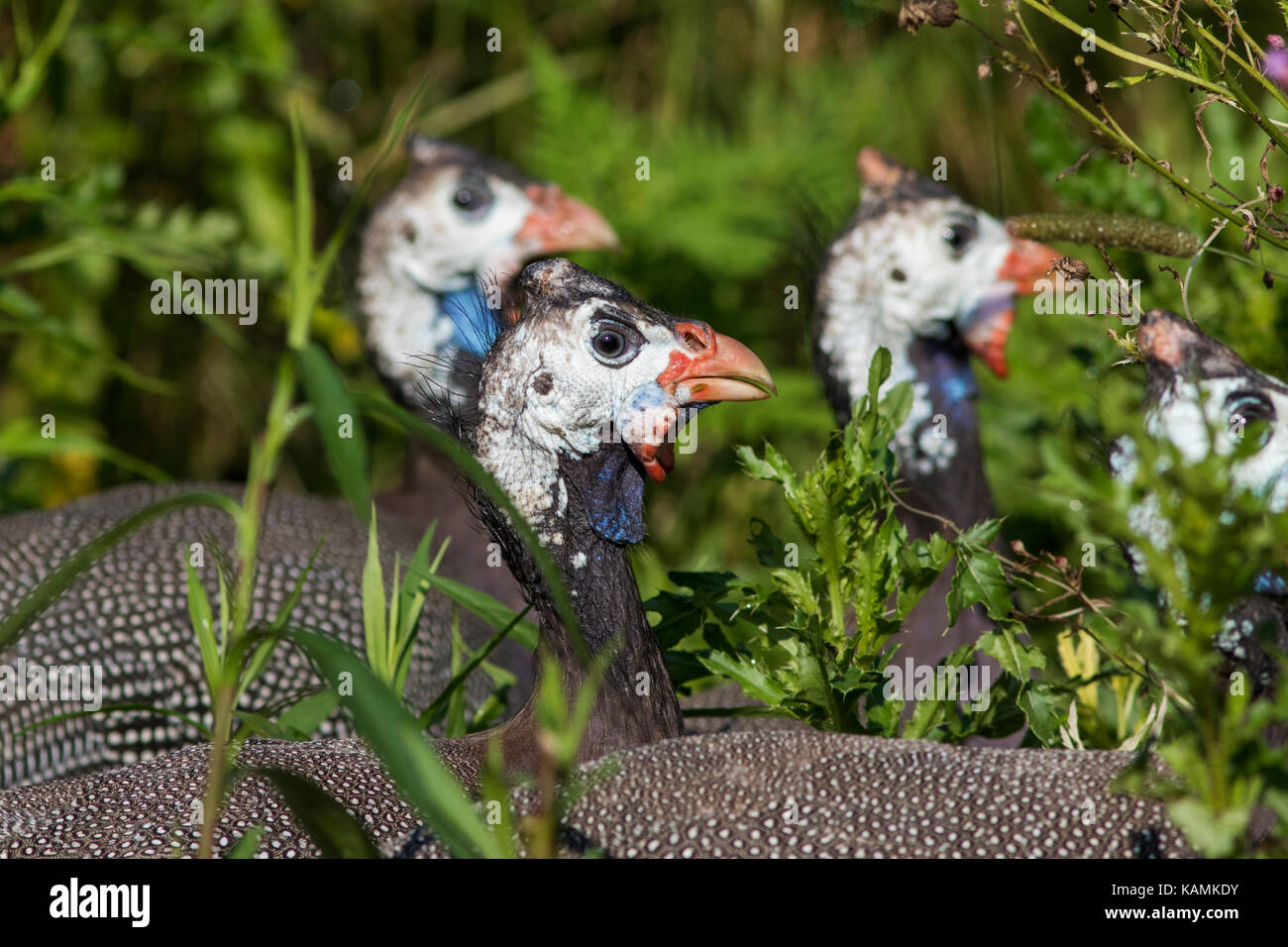 free range guinea fowl Stock Photo - Alamy