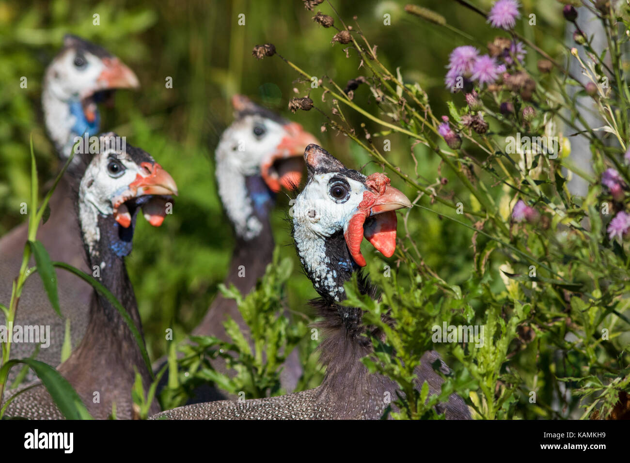 free range guinea fowl Stock Photo - Alamy