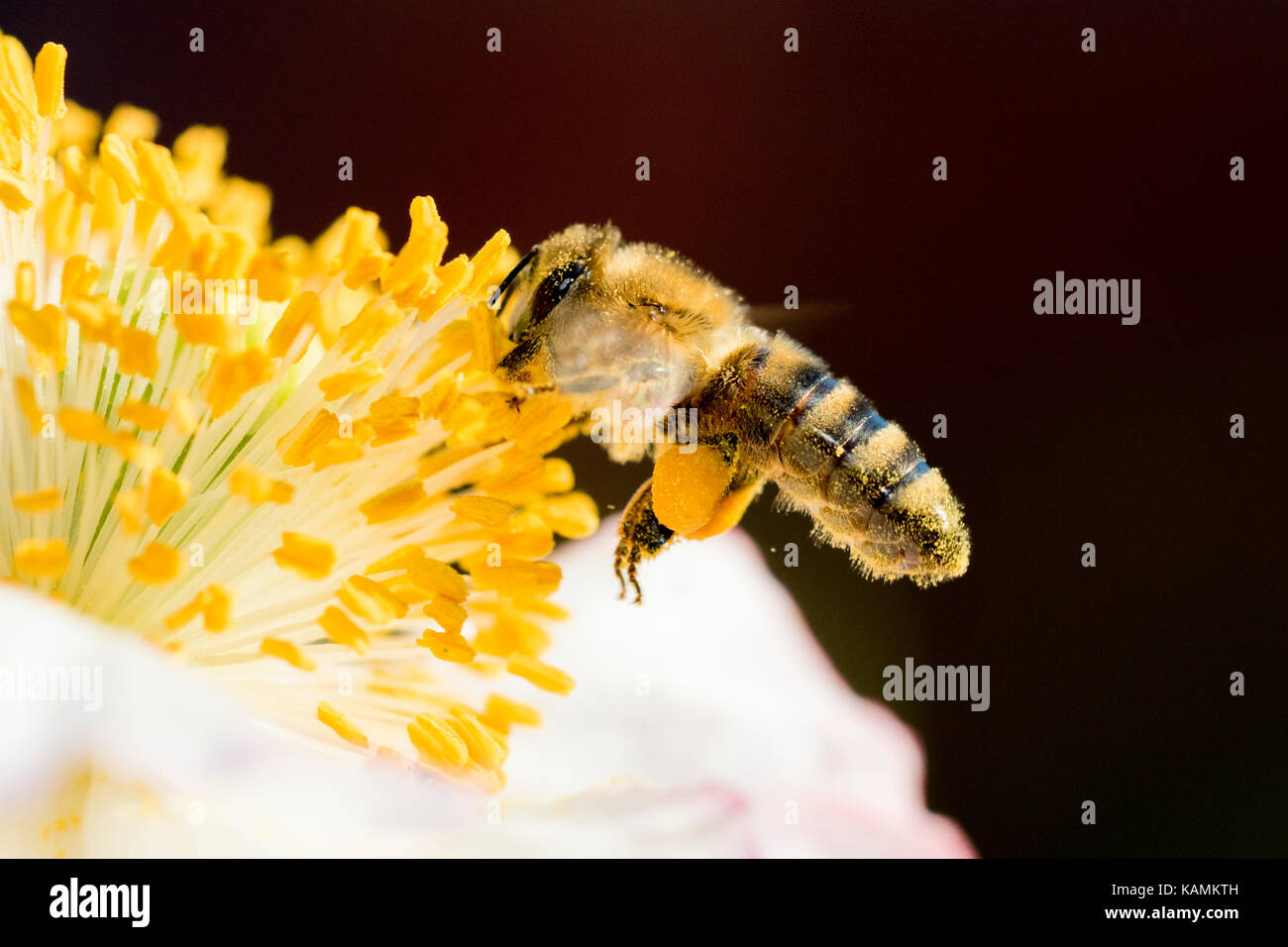honey bee close up Stock Photo - Alamy