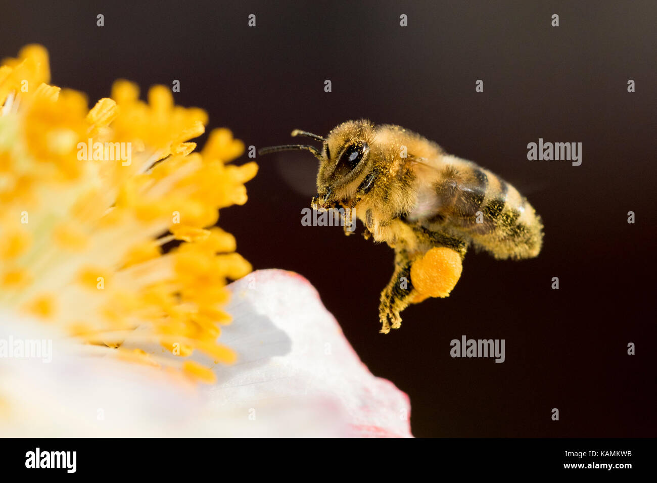 Bee honey flower hi-res stock photography and images - Alamy