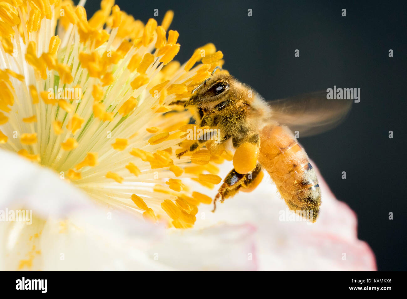 honey bee close up Stock Photo - Alamy