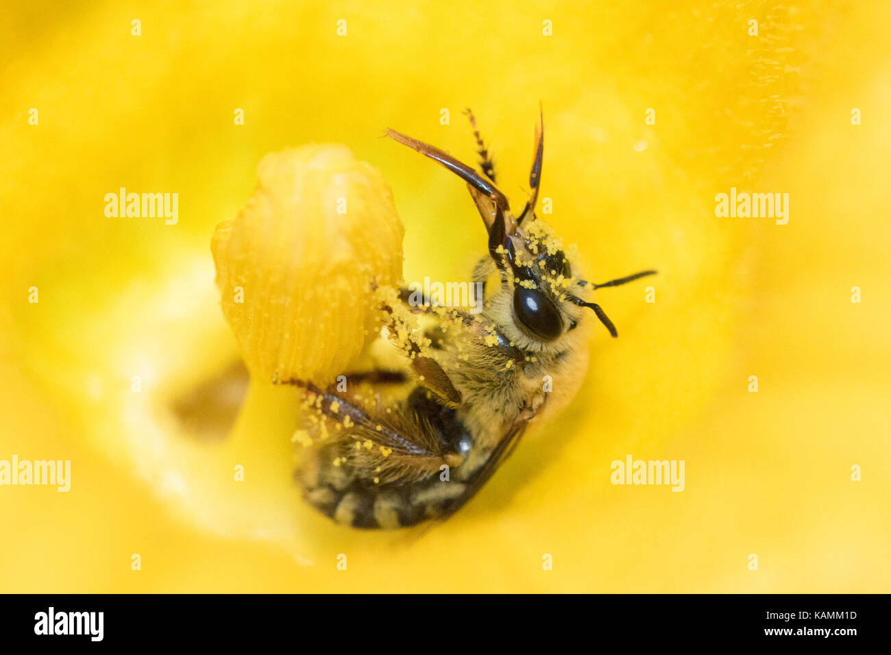 Bee colecting nectar Stock Photo - Alamy
