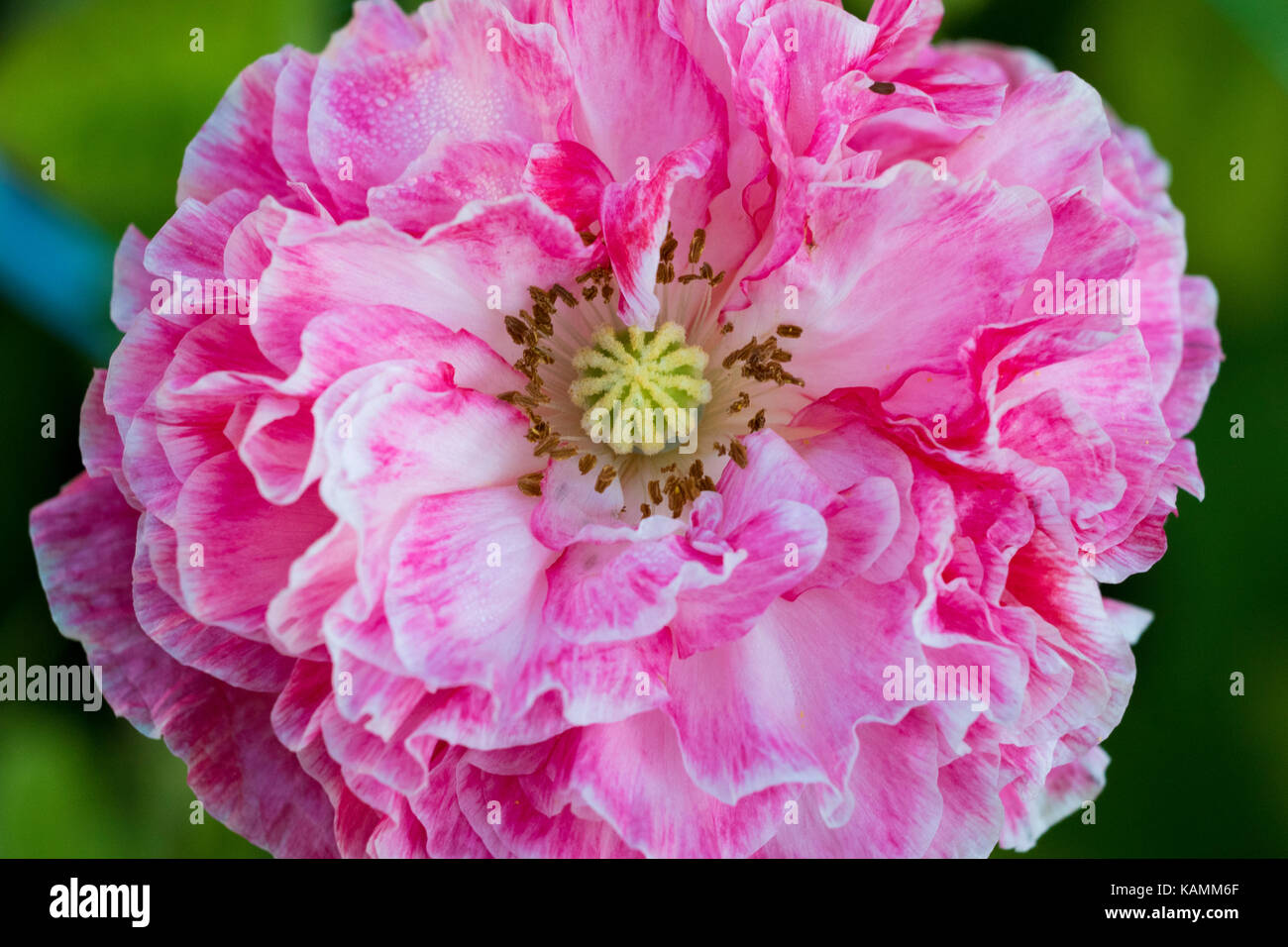 poppy flower in dew Stock Photo - Alamy