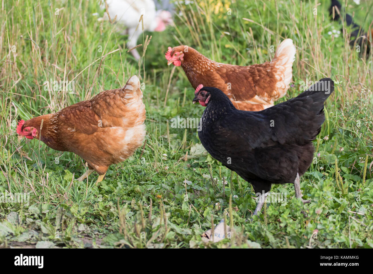 Free range organic chickens poultry hi-res stock photography and images ...