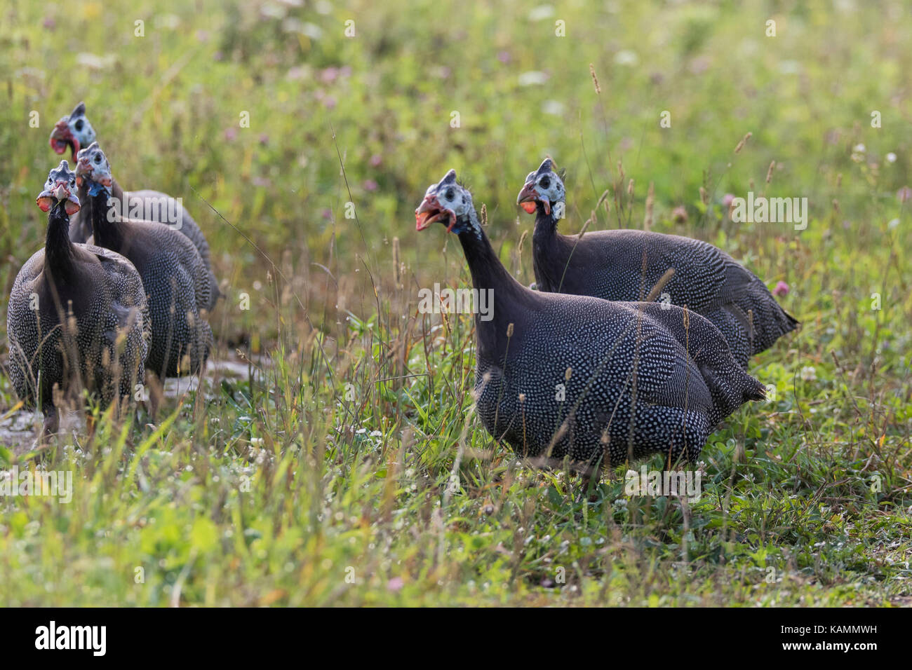 Guinea fowl hen africa hi-res stock photography and images - Alamy