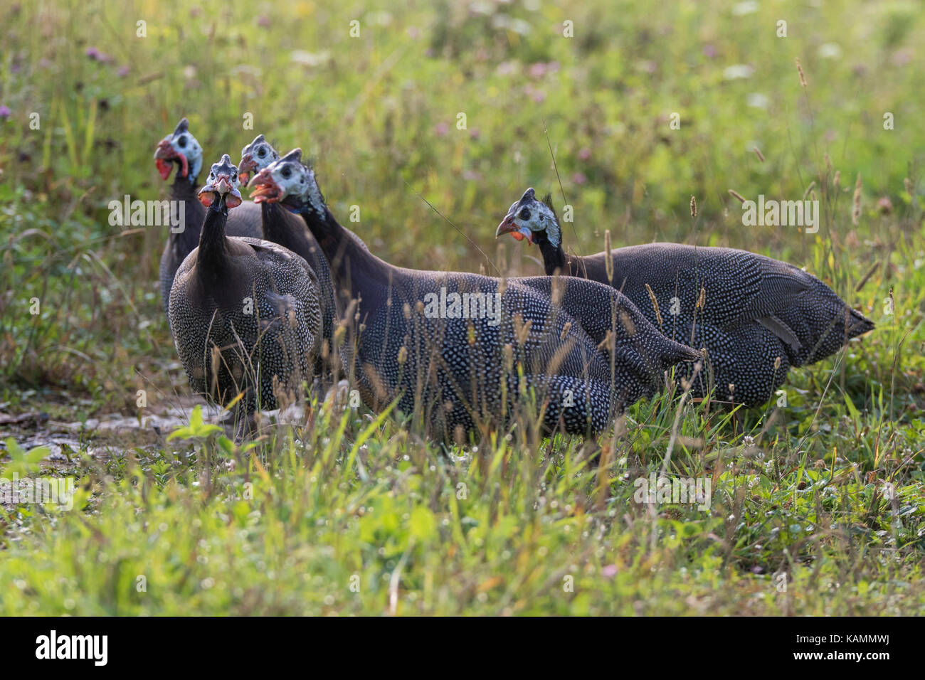 free range guinea fowl Stock Photo - Alamy