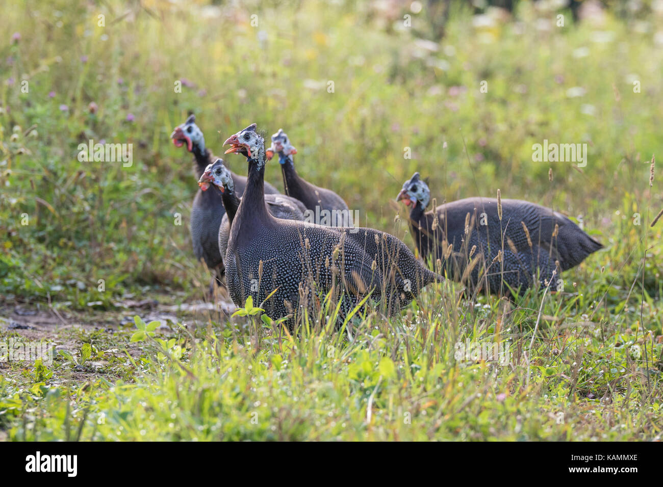 free range guinea fowl Stock Photo - Alamy