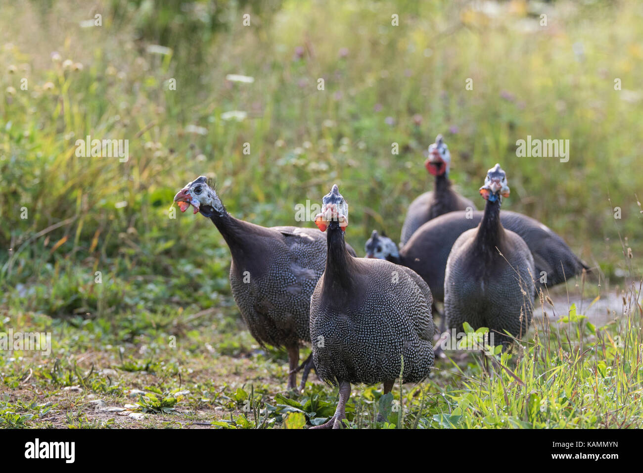 free range guinea fowl Stock Photo - Alamy