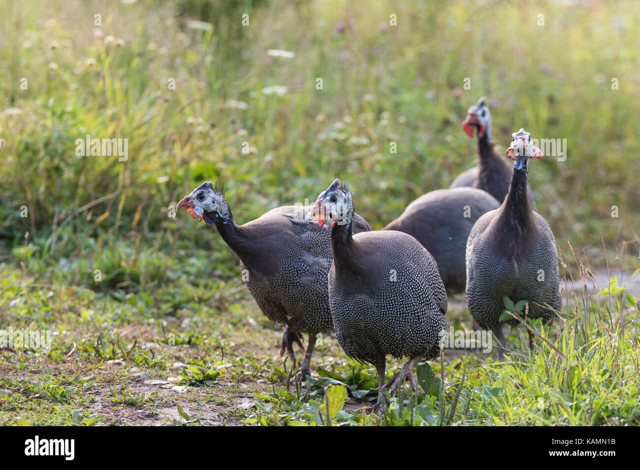 Guinea fowl flock hi-res stock photography and images - Alamy