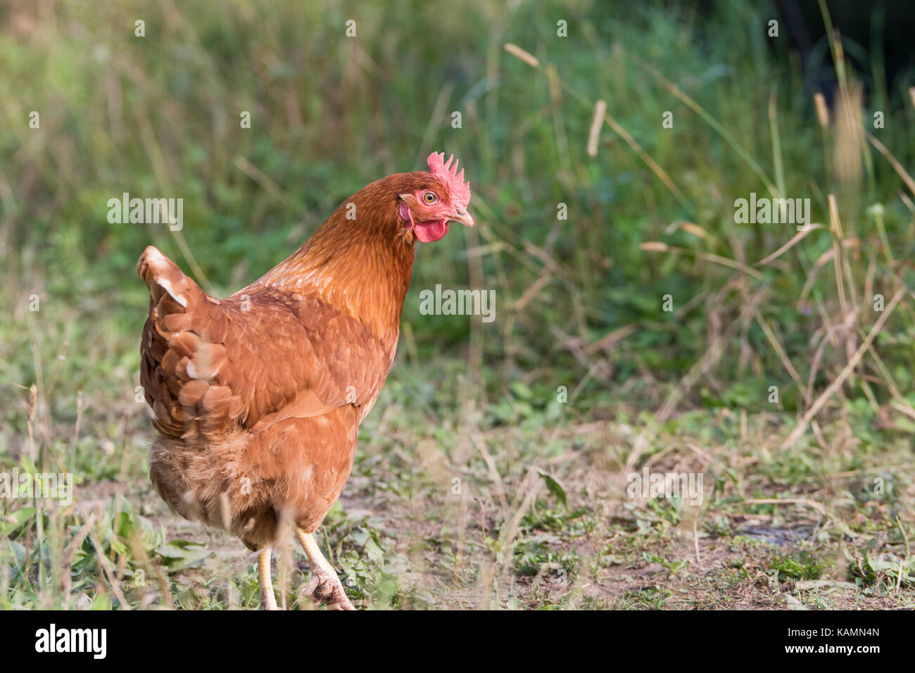 free range hens Stock Photo - Alamy