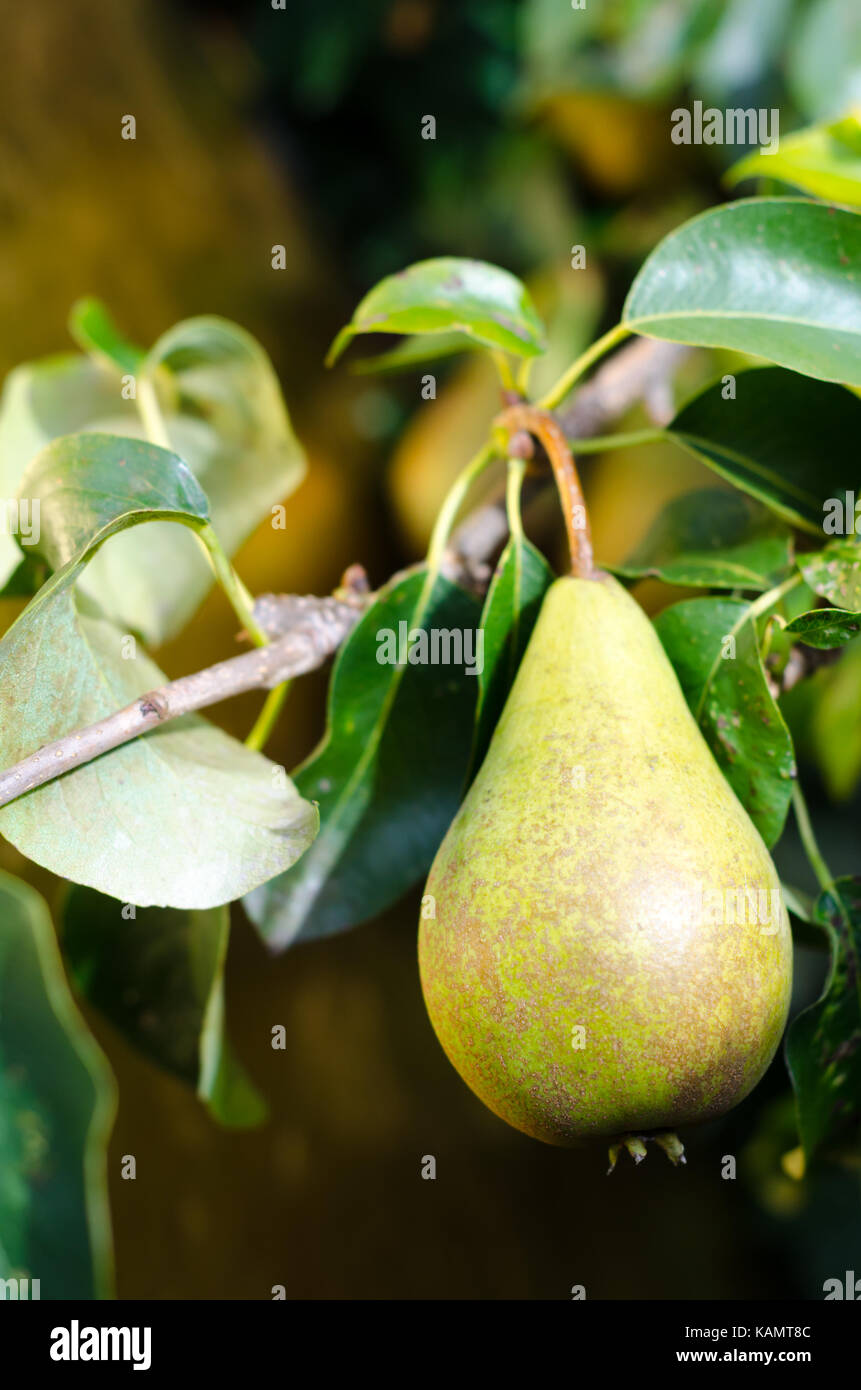 Pear tree in the garden hi-res stock photography and images - Alamy