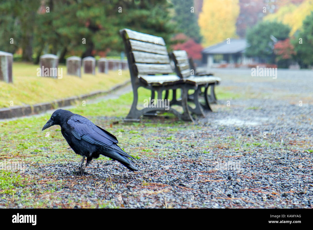 Black bird in autumn park. Raven walks on path of the city garden.Crow ...