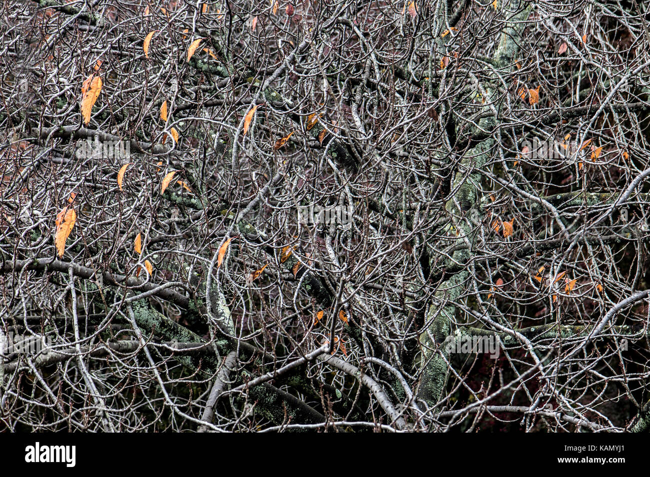 Branches of a tree without leaves in autumn Stock Photo - Alamy