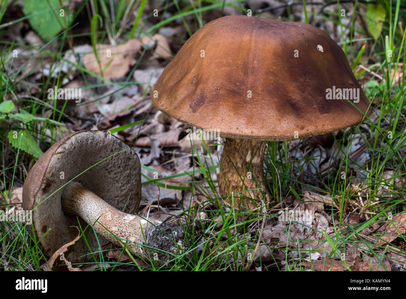 Rough-stemmed bolete / scaber stalk / birch bolete (Leccinum scabrum ...