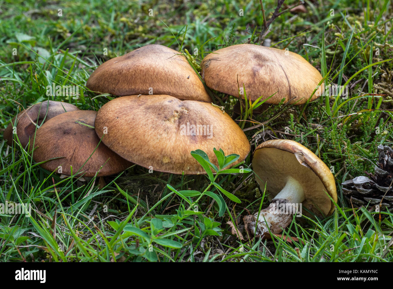 Mushrooms uk boletus hi-res stock photography and images - Alamy