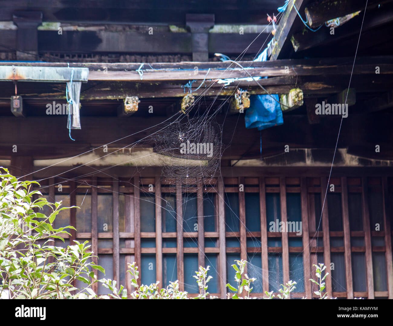 Spider sitting on a spider web on old historical building in the area ...