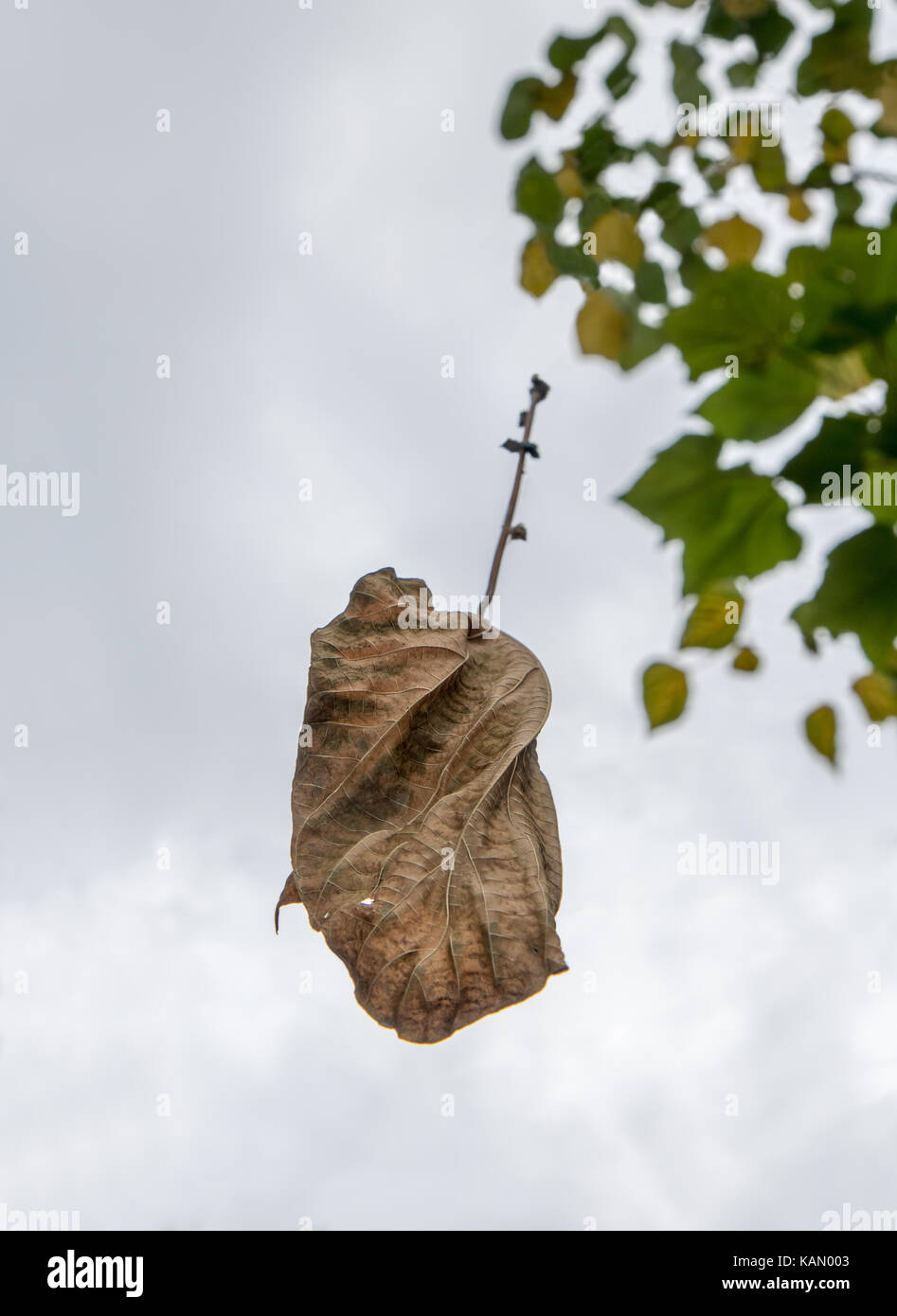 A dried leaf falls from an autumn tree, a close-up view with a tree ...
