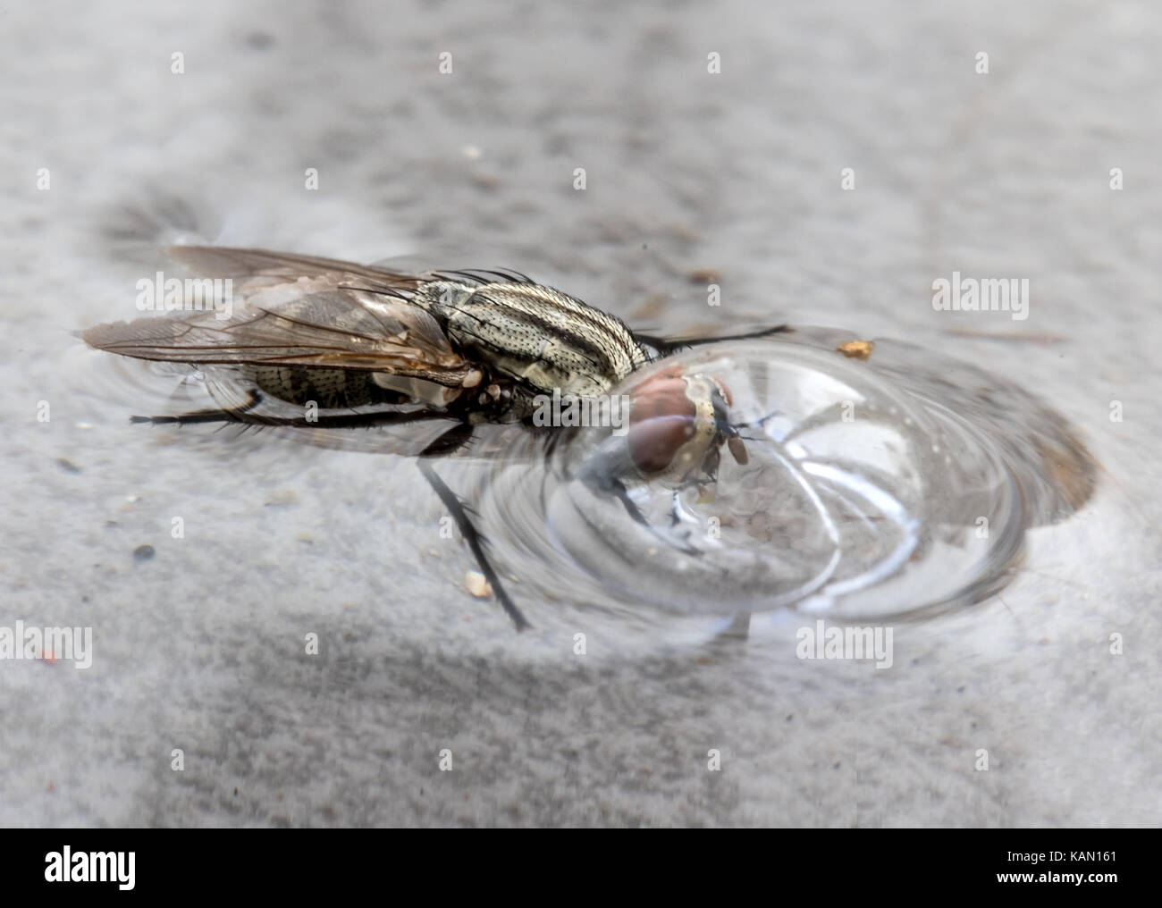 The fly floats on the water with its head inside the air bubble. The ...