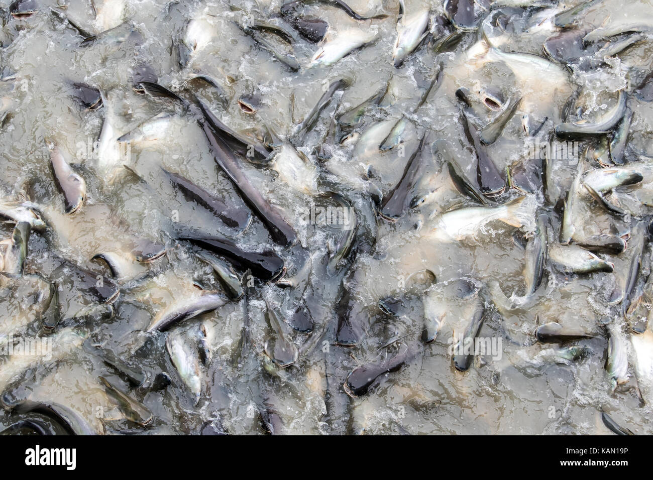 Many different fish competing for food in river. Fish jump in water for ...
