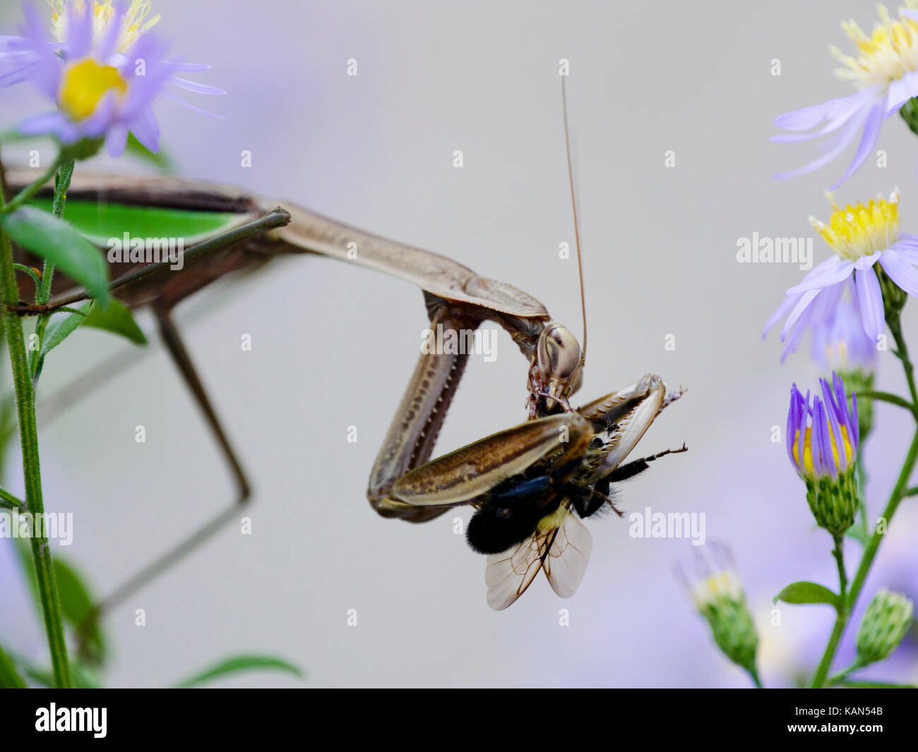 Chinese mantis eating bumble bee Stock Photo - Alamy