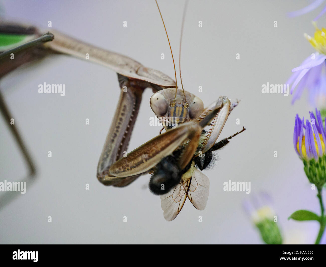 Chinese mantis eating bumble bee Stock Photo - Alamy