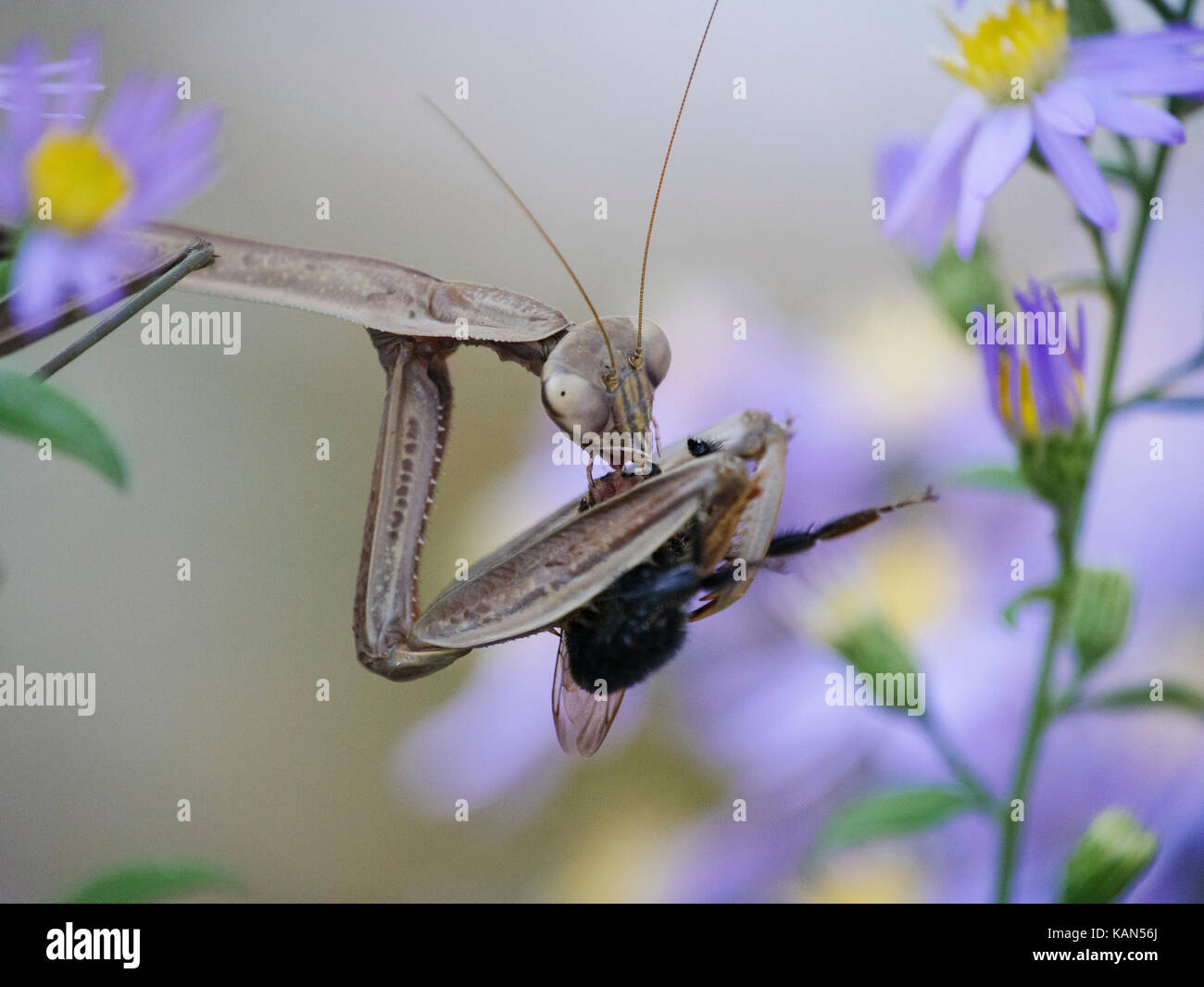 Chinese mantis eating bumble bee Stock Photo - Alamy