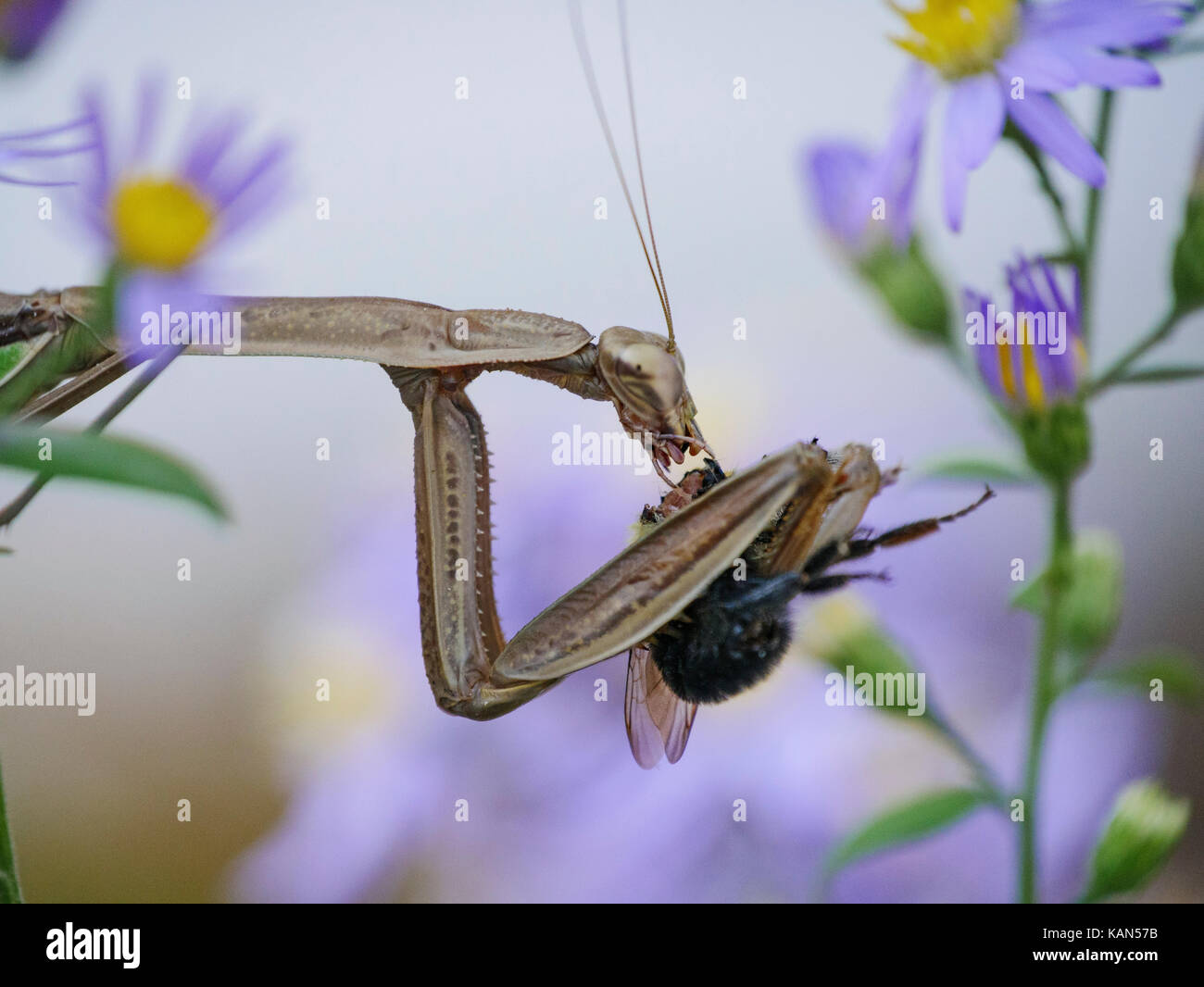 Chinese mantis eating bumble bee Stock Photo - Alamy