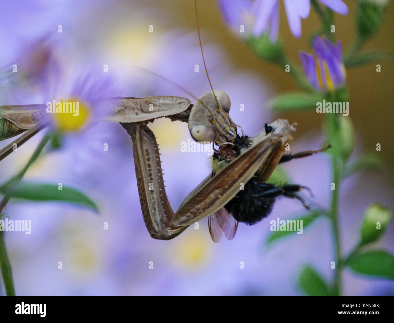Mantis eating bee hi-res stock photography and images - Alamy