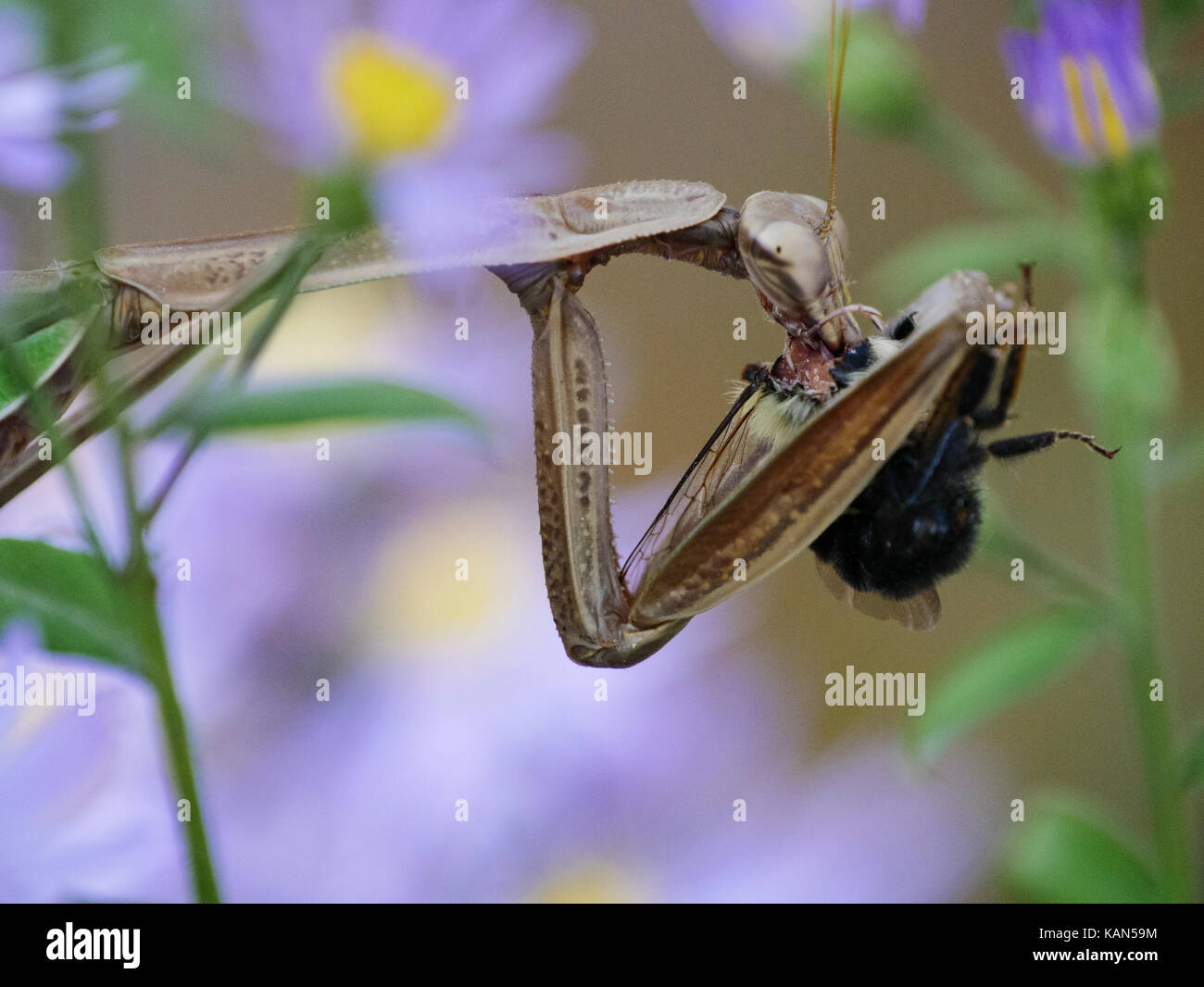Chinese mantis eating bumble bee Stock Photo - Alamy