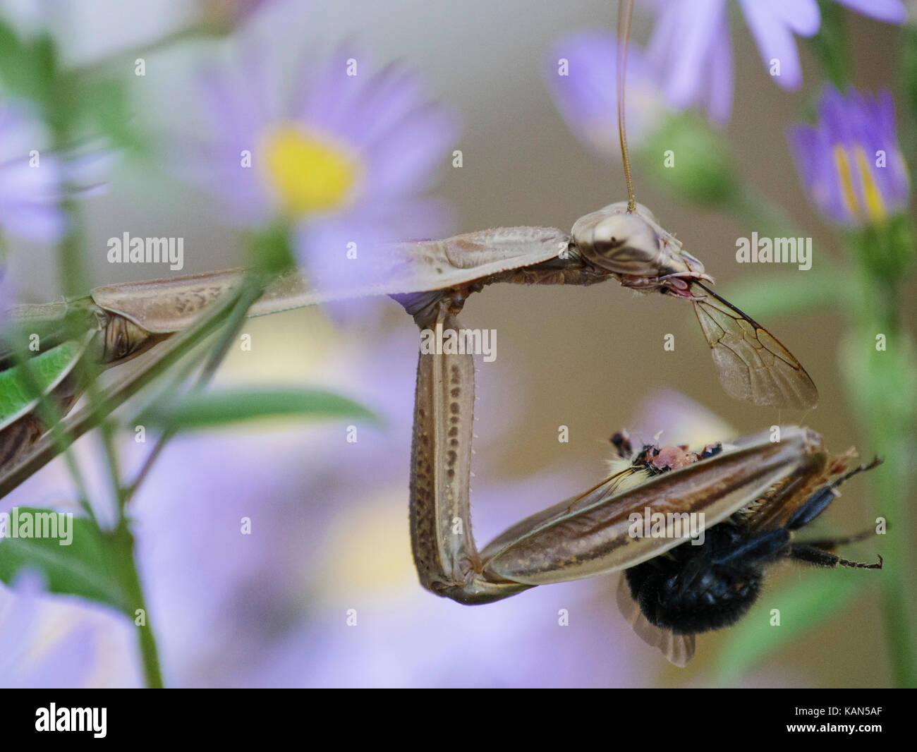 Chinese mantis eating bumble bee Stock Photo - Alamy