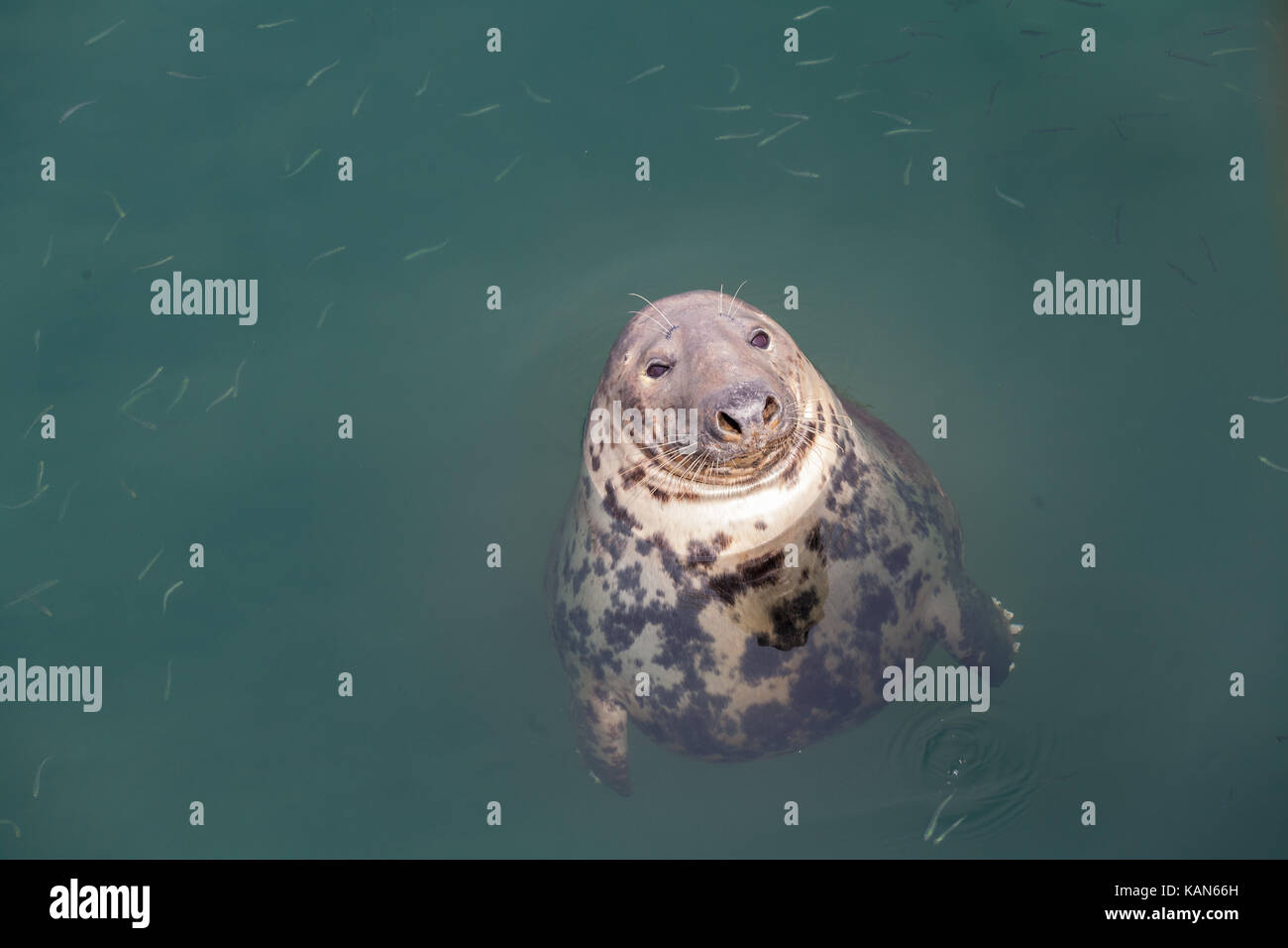 Seal Floating in Center of a small Fish school Stock Photo - Alamy